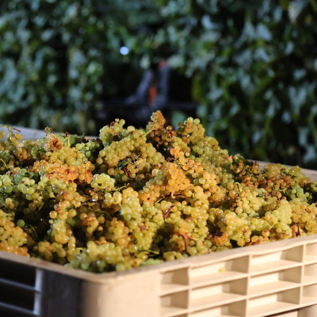 Le Guide Du Pinot-blanc, Cépage Des Vins D'Alsace