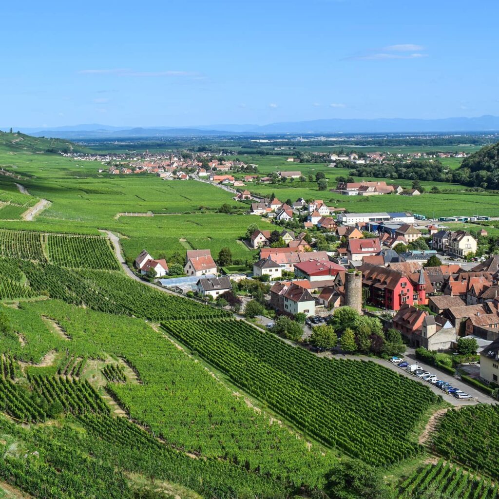 Le Guide Du Sylvaner, Cépage Des Vins D'Alsace | Vessiere
