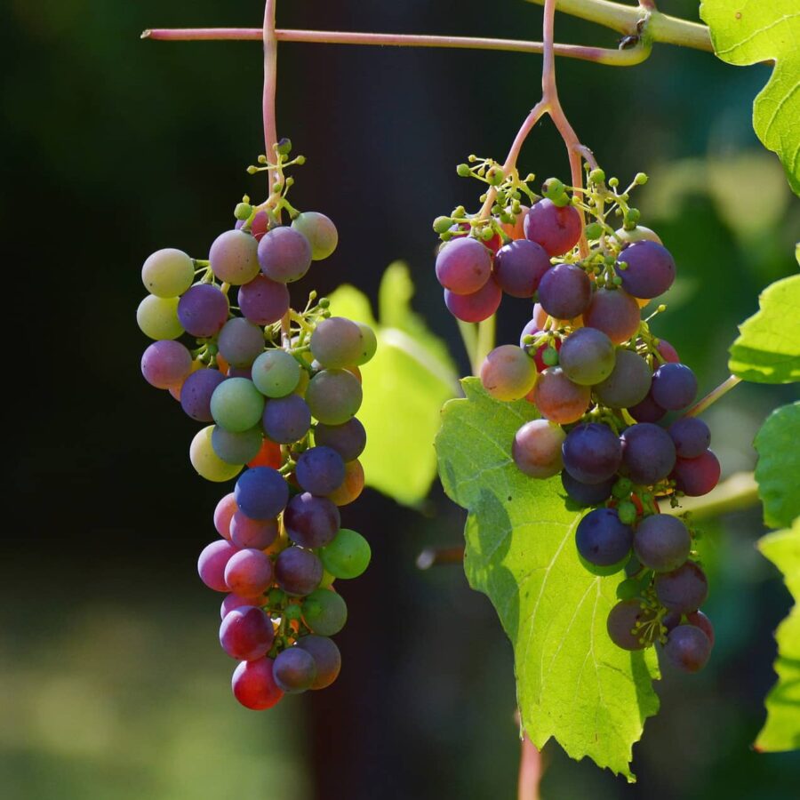 Le Guide Du Cabernet-Sauvignon, Cépage Des Vins De Bordeaux | Vessière ...