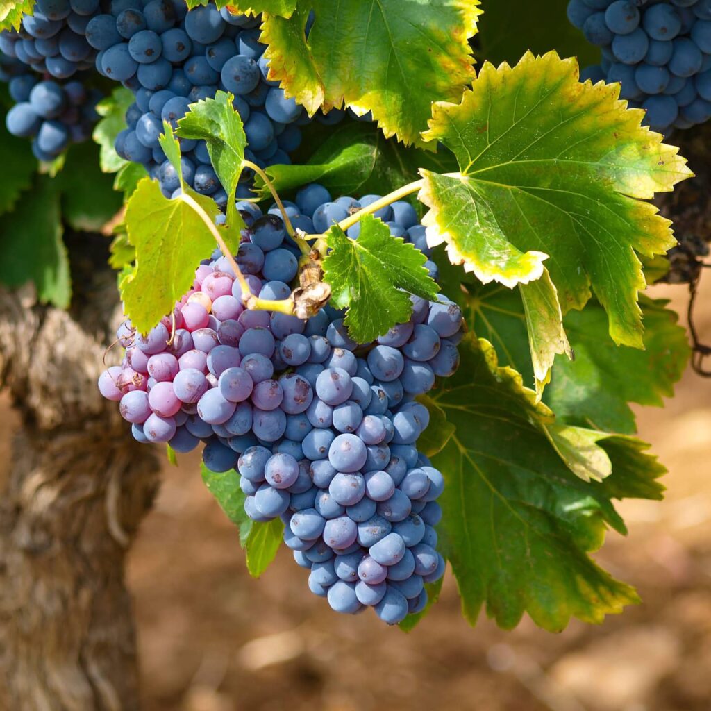 Le Carignan, Cépage D'origine Espagnole | Vessiere Cristaux