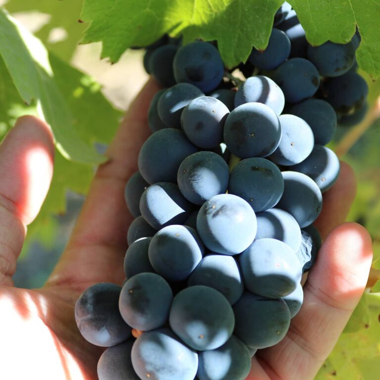 La Syrah, Cépage De La Vallée Du Rhône | Vessiere Cristaux