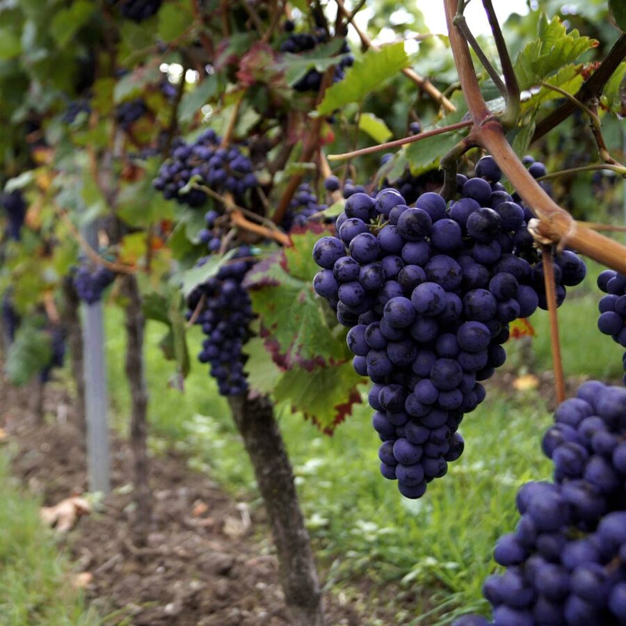 Le Trousseau, Star Des Vins Rouges Du Jura | Vessiere